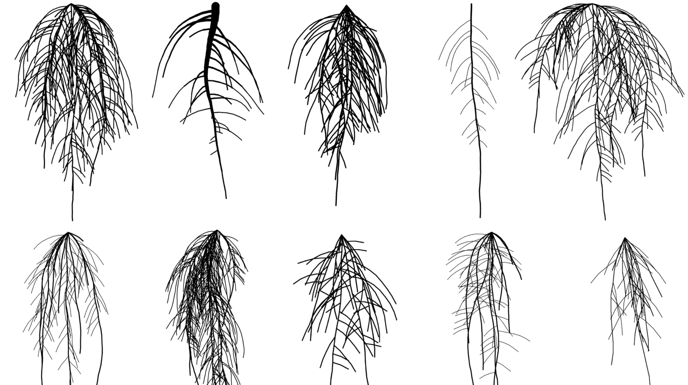 Quantitative Plant | Simulated root images